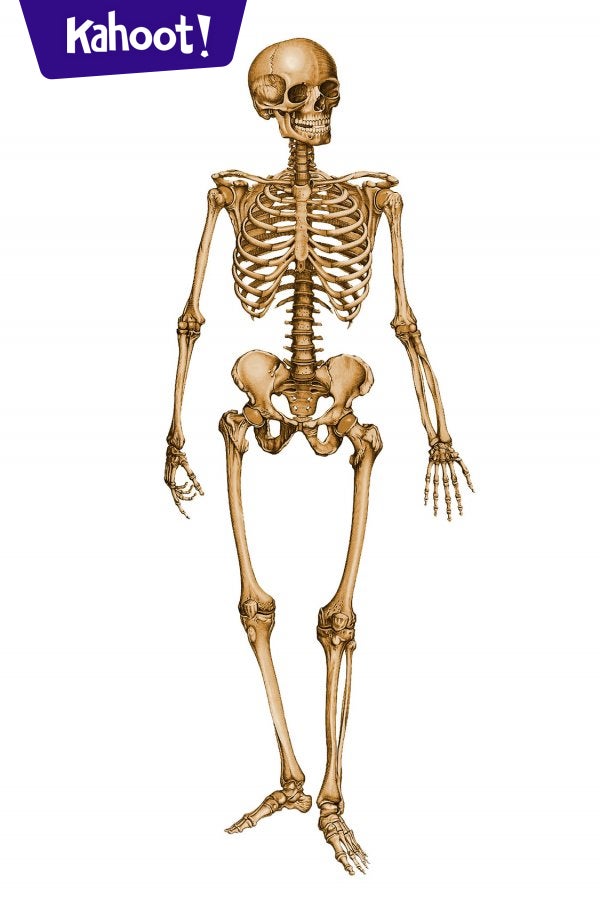 first semester intro The Skeletal System - Kahoot! Quiz
