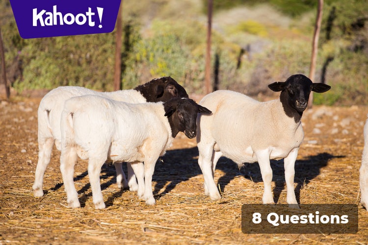 Vet Science Sheep Breed ID National FFA CDE - Kahoot! Quiz