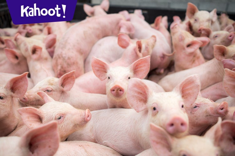 Flying Pig Lab - Kahoot! Quiz