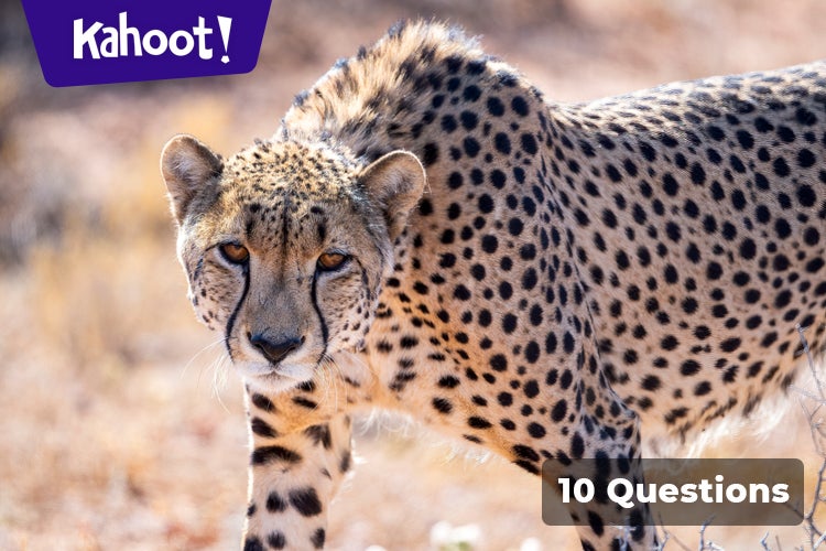 Endangered animals - check up - Kahoot! Quiz
