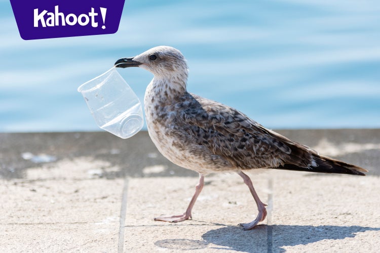 LS - Science Chp 6 Water Birds - Kahoot! Quiz