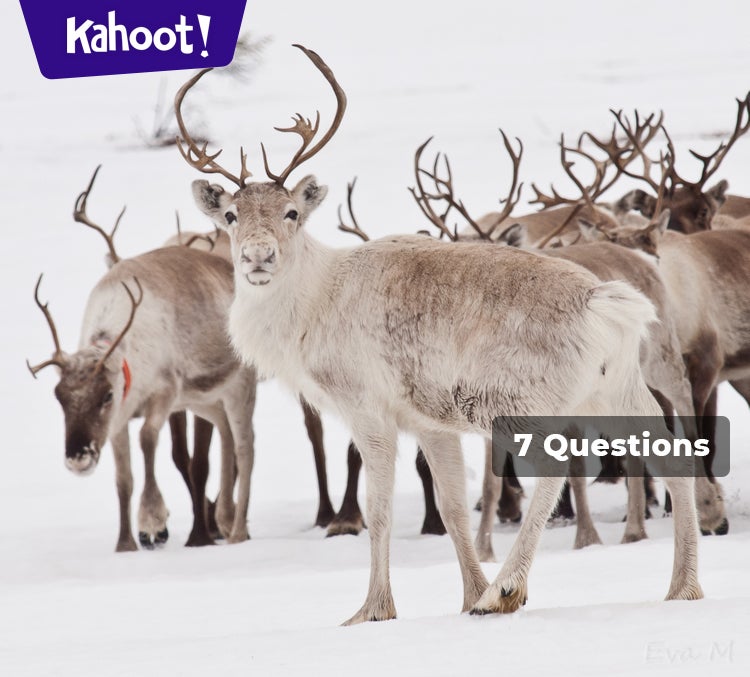 Christmas Animals - Lesson #1 for Grades 3-4 | Irregular Plurals ...