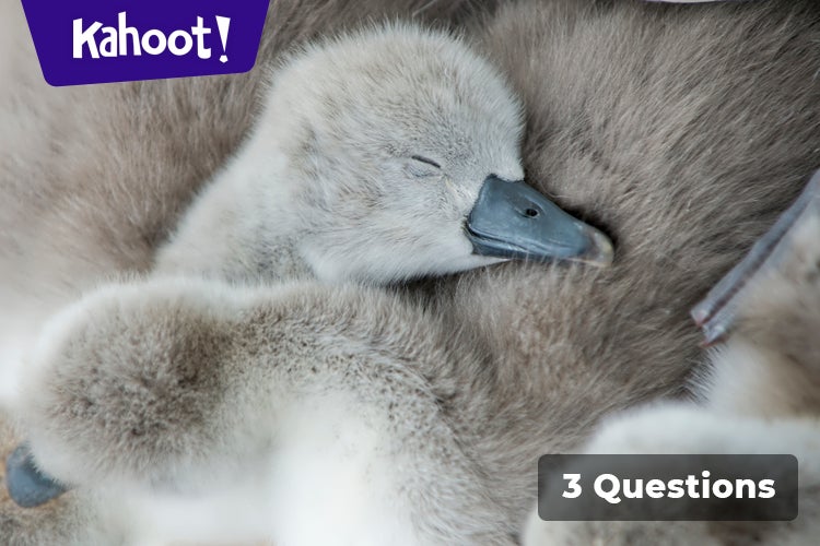 Reproduction Kahoot Quiz