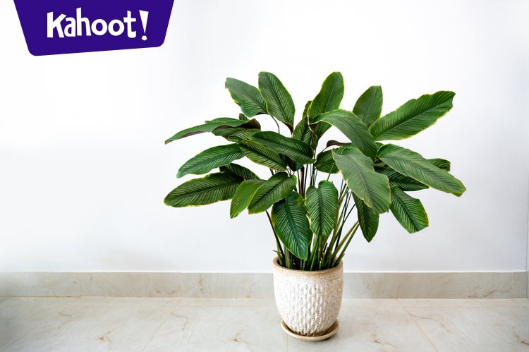 Plants - Kahoot! Quiz