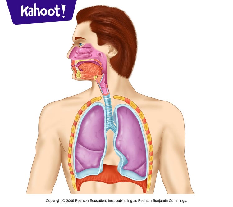 Respiratory System - Kahoot! Quiz