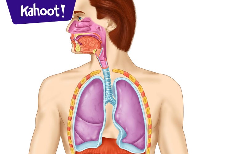 Respiratory System - Kahoot! Quiz