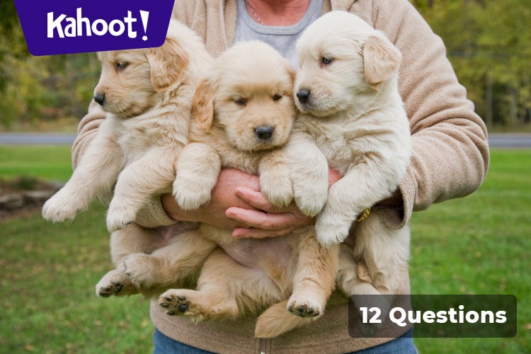 Synonyms: Dog Themed - Kahoot! Quiz