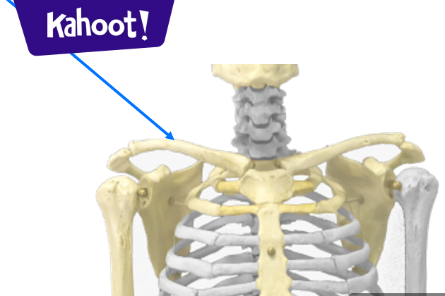 Skeleton - Kahoot! Quiz