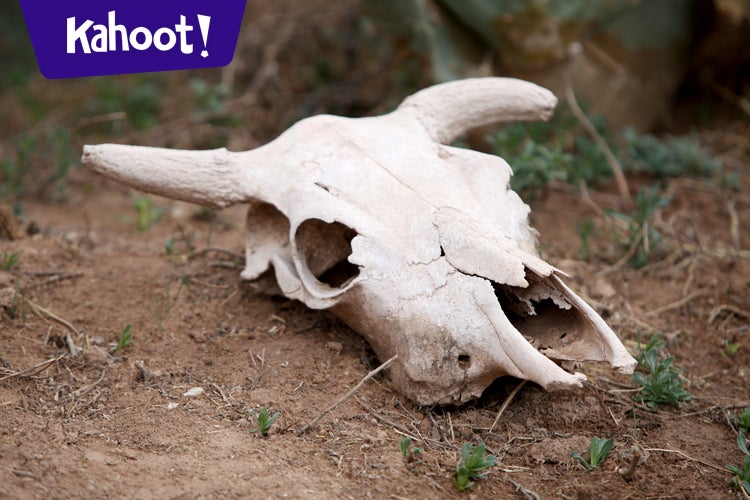 Anatomy II Skull Identification - Kahoot! Quiz