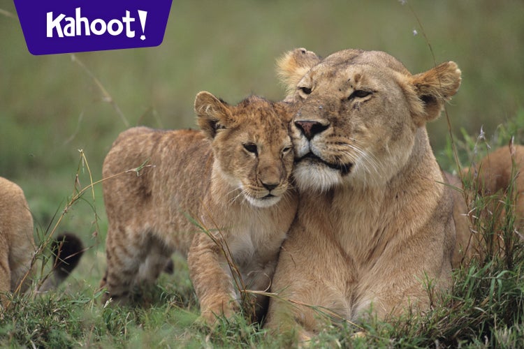 Final Exam Fun - Kahoot! Quiz