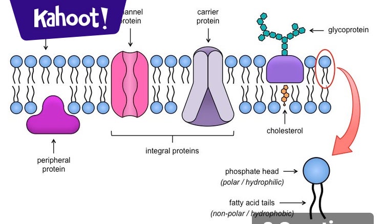 Cell Transport - Kahoot! Quiz