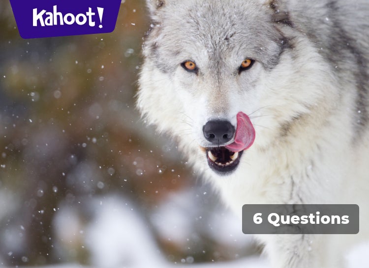 Turkeys - Kahoot! Quiz