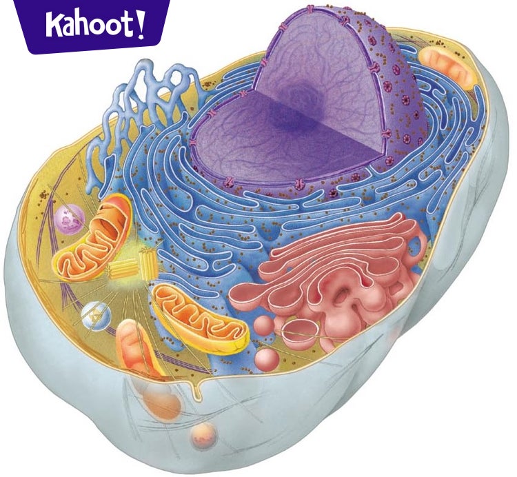 Cell Organelles - Kahoot! Quiz