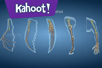 Chapter 6 Review Kahoot | Fosssil & Biological Evidence of Evolution ...