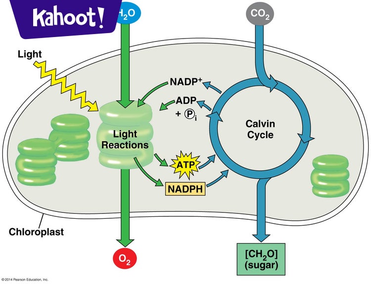 AP Bio Ch. 10 Photosynthesis Review - Kahoot! Quiz