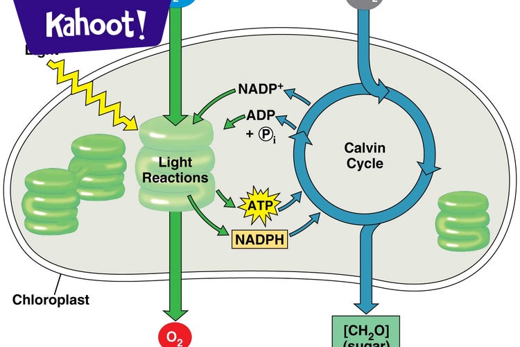 AP Bio Ch. 10 Photosynthesis Review - Kahoot! Quiz