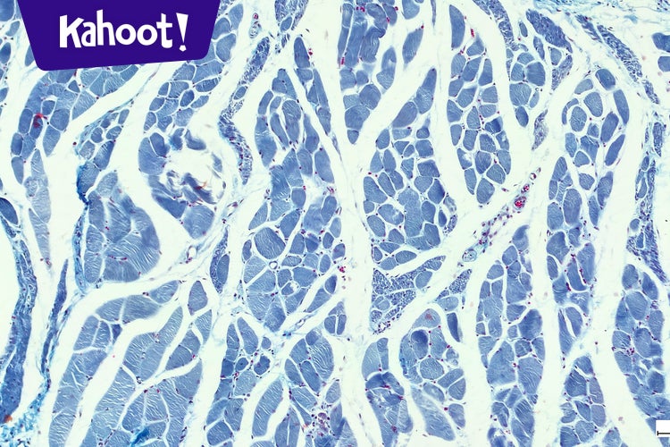 Unit 3: The cell review Kahoot - Kahoot! Quiz