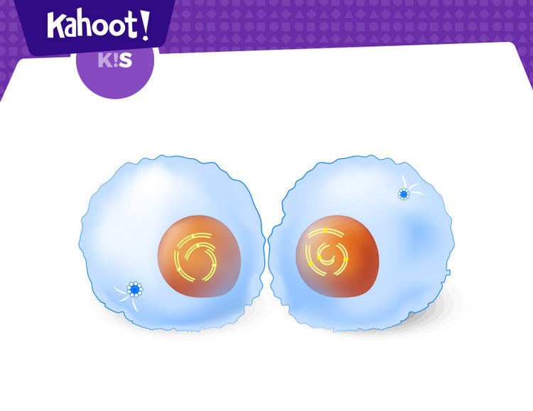 Cell Cycle & Mitosis - Kahoot! Quiz