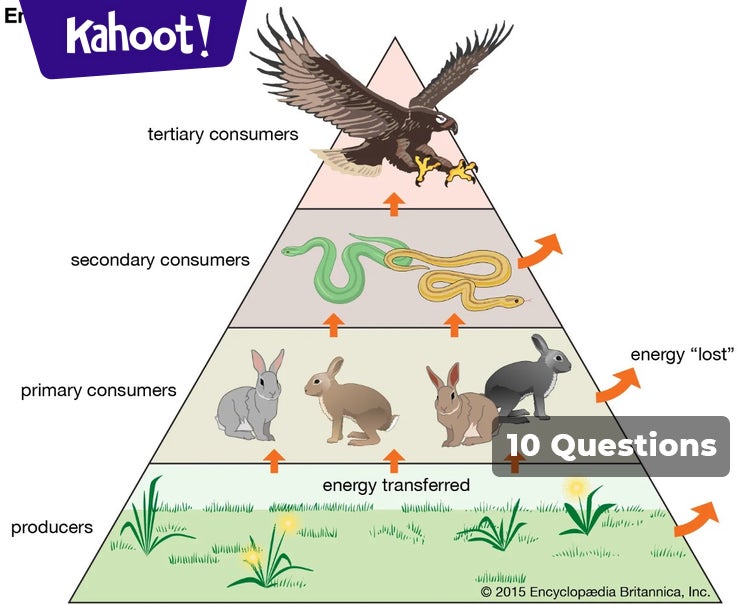 The Flow of Energy and Matter in a Food Web - 8th Grade Science ...