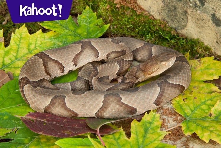 Wildlife ID Reptile Amphibian Fish SC FFA CDE - Kahoot! Quiz