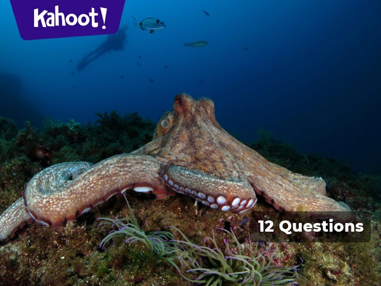Octopus Facts - Kahoot! Quiz