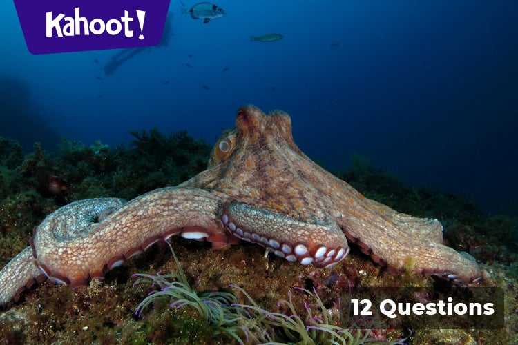 Octopus Facts - Kahoot! Quiz