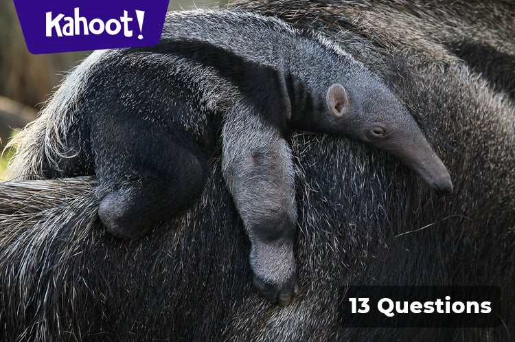 Mr. Jeffrey's Animal quiz #1 - Kahoot! Quiz