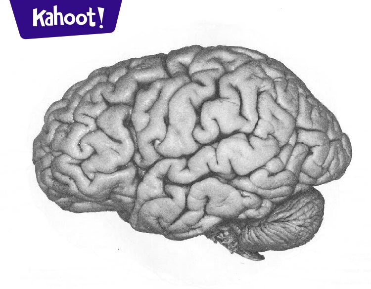 Brain Anatomy - Kahoot! Quiz