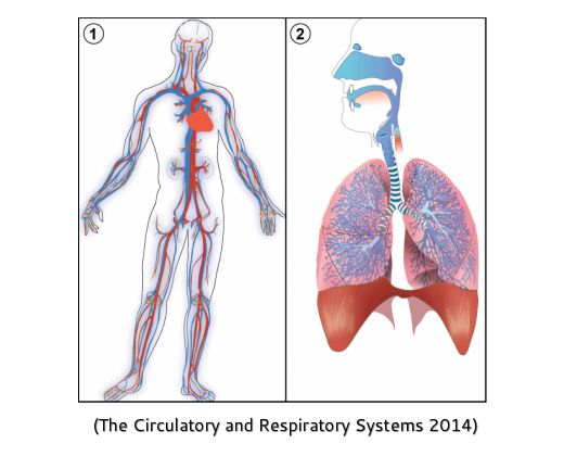 Circulatory and Respiratory Systems - Kahoot! Quiz