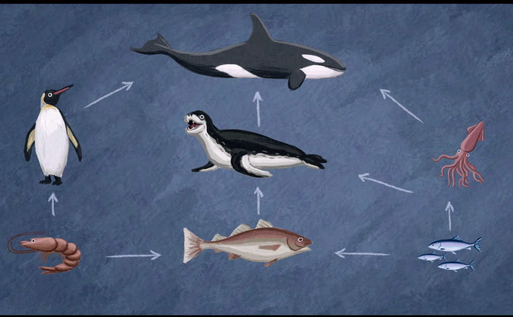 Marine Food Webs and Overfishing - Kahoot! Quiz