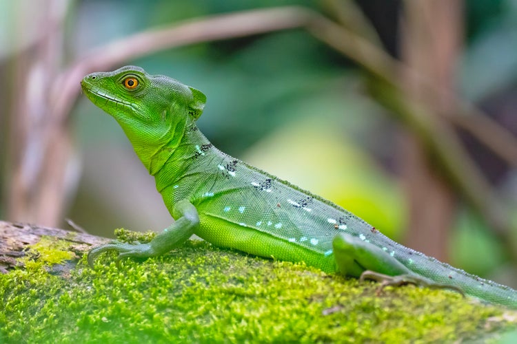 Evolution and Adaptations - Kahoot! Course