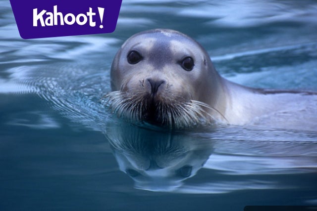 Greyling by Jane Yolen - Kahoot! Quiz