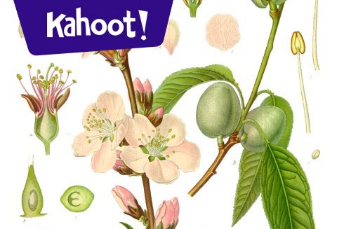 Plant Kingdom - Kahoot! Quiz