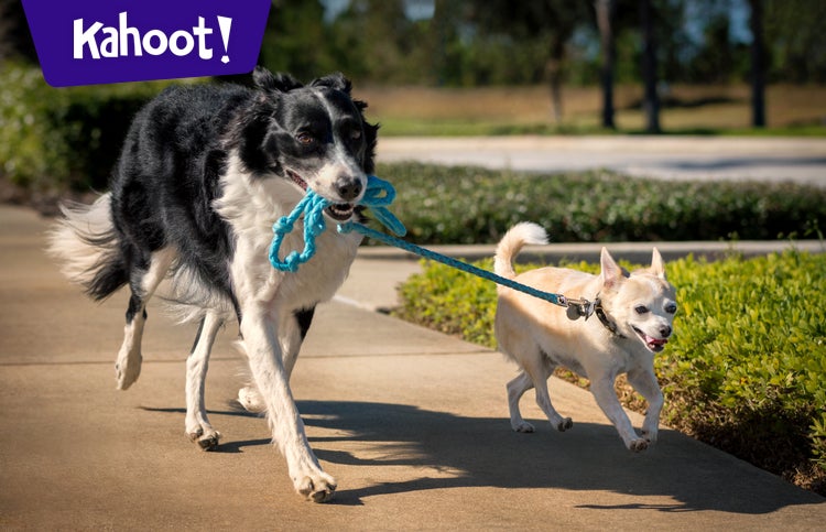 Dog: Working & Toy Groups Breeds - Kahoot! Quiz
