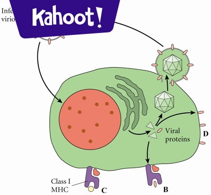 Cell Structure and Function - Kahoot! Quiz