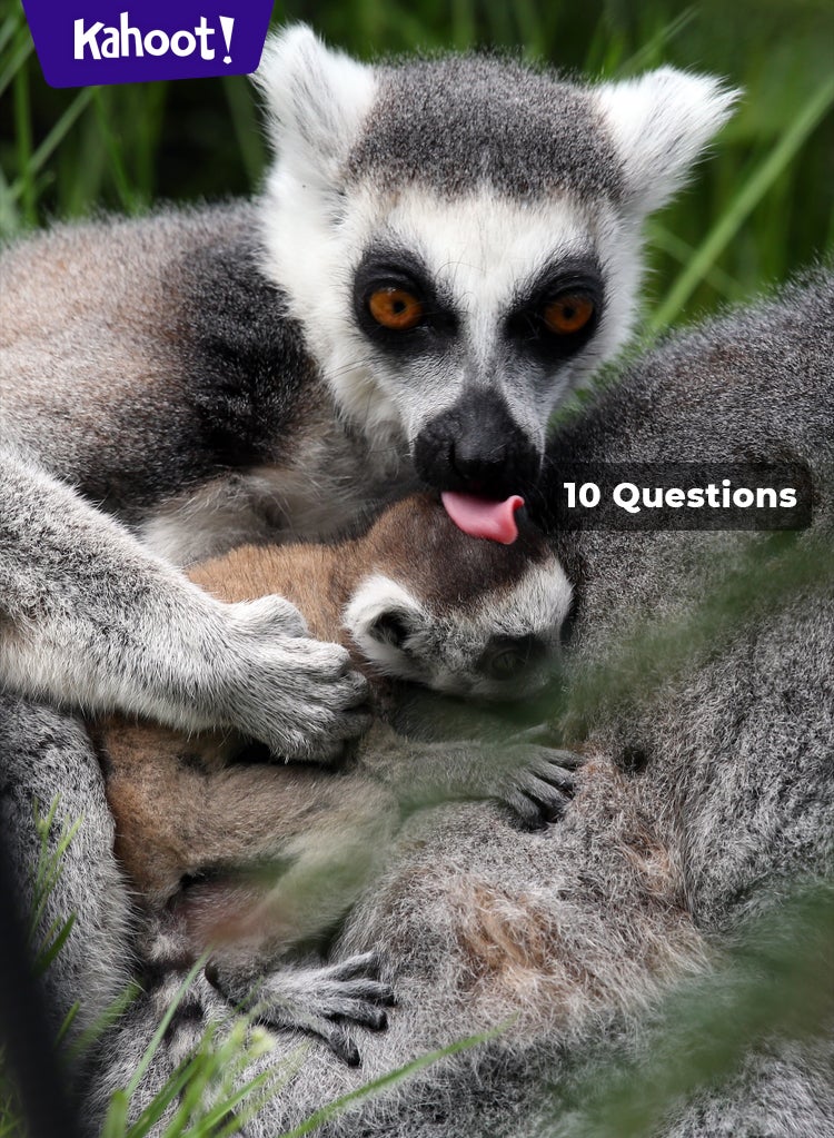 SAM II- Neonatal Care - Kahoot! Quiz