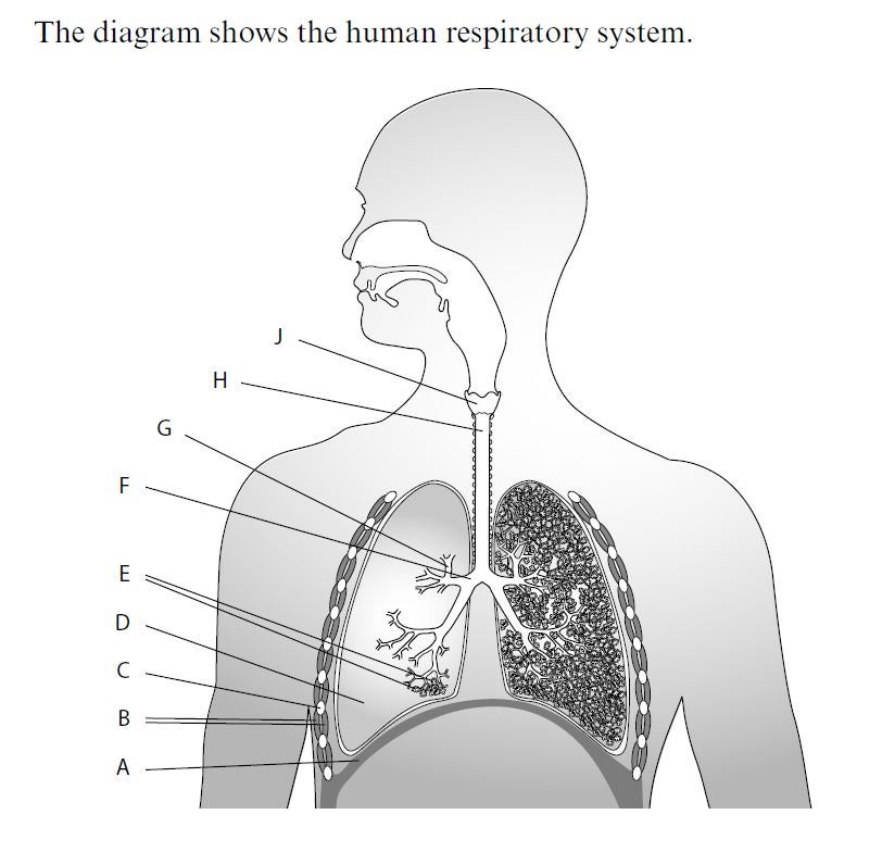 Year8-Science-1.1 The human respiratory system - Kahoot! Quiz
