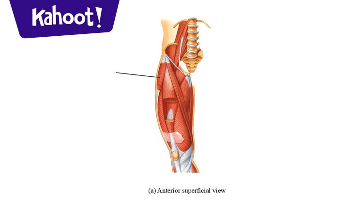 A&P I Lab - Appendicular Skeleton - LOWER EXTREMITY - Kahoot! Quiz
