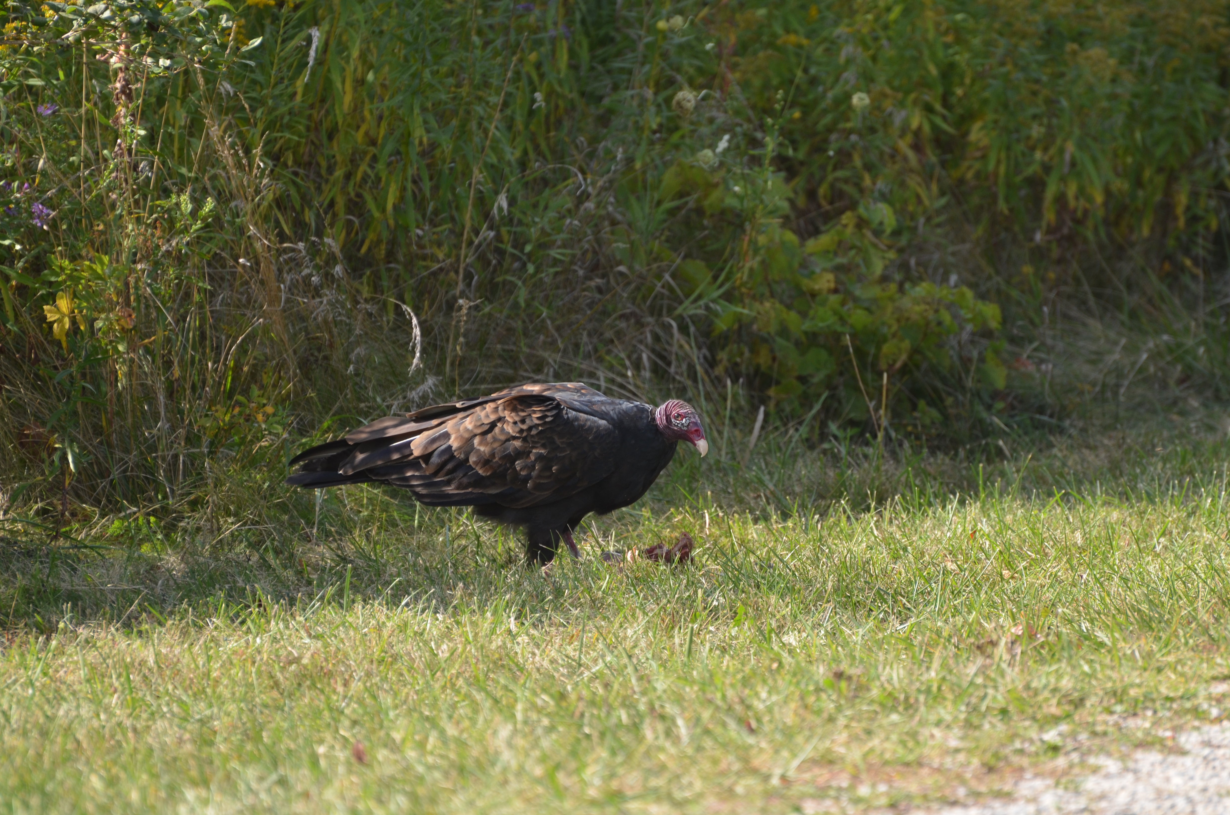 I'm NOT gross; I'm a Turkey Vulture! - Kahoot! Quiz