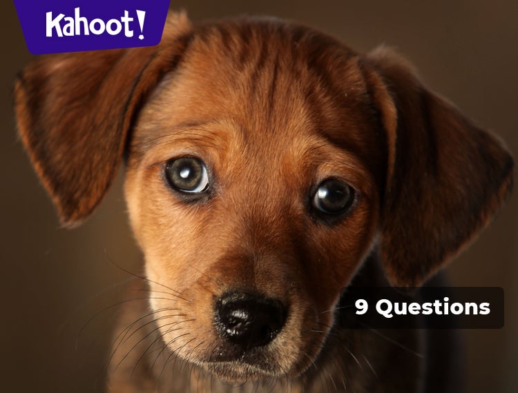 Walter the Farting Dog Trouble at the Yard Sale - Kahoot! Quiz