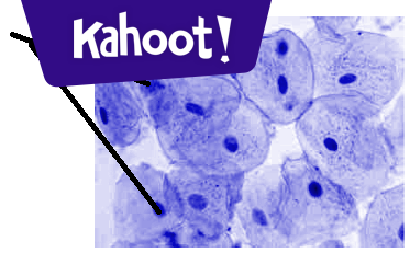 Cell Structure and Function - Kahoot! Quiz