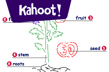 Parts of the plant - Kahoot! Quiz