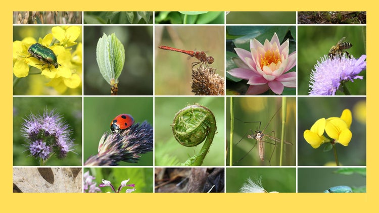 IB Biology A3 & A4: Biodiveristy, cladistics, evolution, conservation - Kahoot! Course