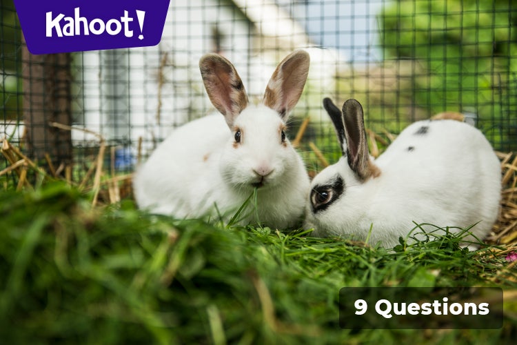 Rabbits - Kahoot! Quiz