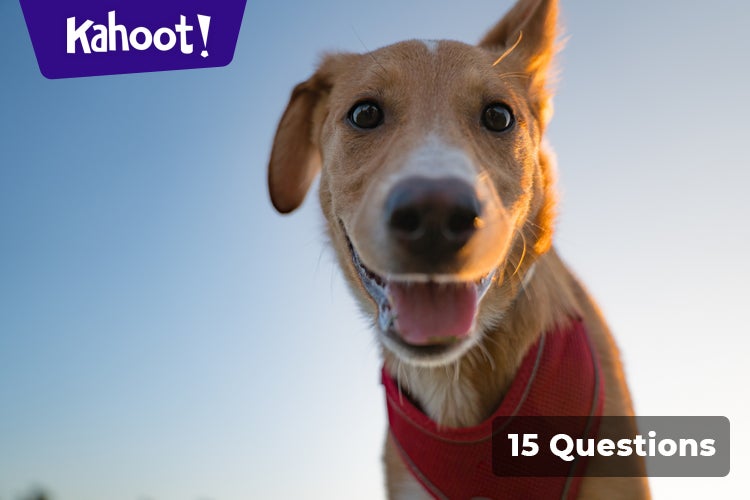 Brandon Brown veut un Chien - Ch 1 - Kahoot! Quiz