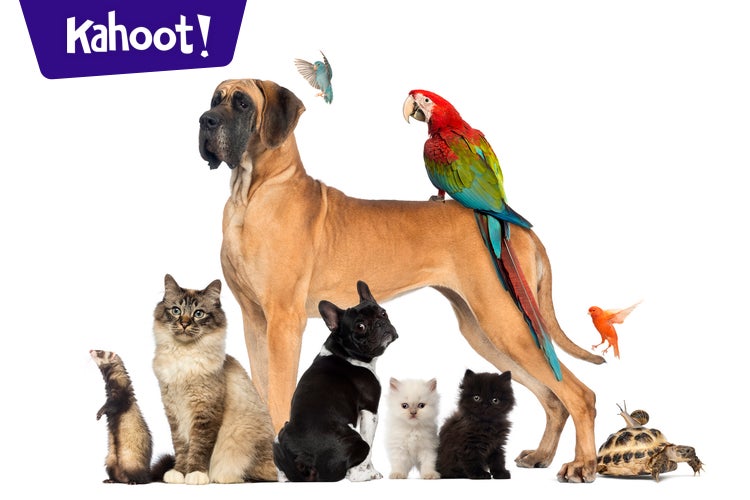 Bird & Pocket Pet Breeds - Kahoot! Quiz