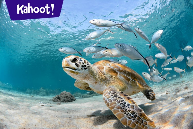 Structure of ecosystems - Kahoot! Quiz