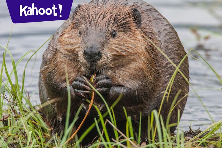 APES - Unit 5 - Population, Communities and Endangered Species - Kahoot ...