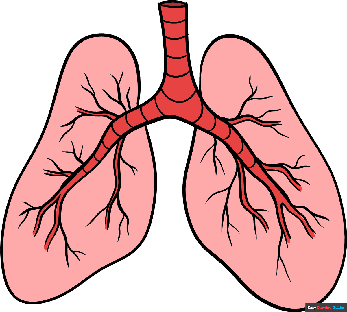 Science: Respiratory System - Kahoot! Quiz