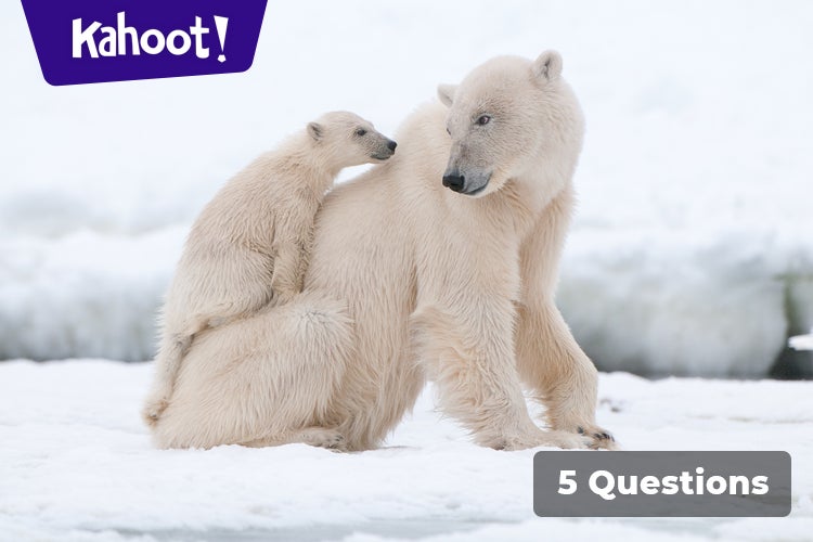 Polar Bears - Kahoot! Quiz